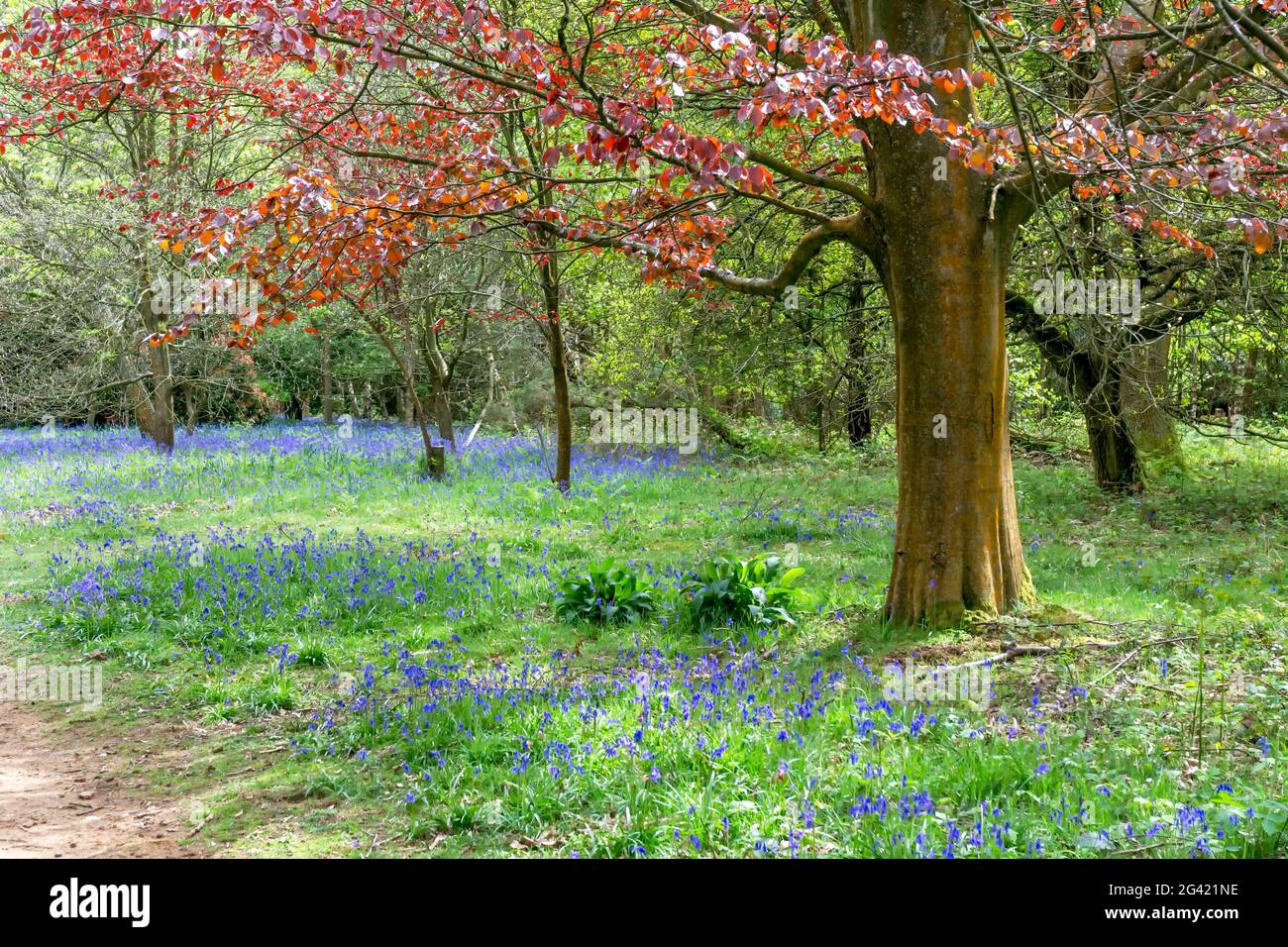 Bluebells in Full Bloom Stock Photo - Alamy