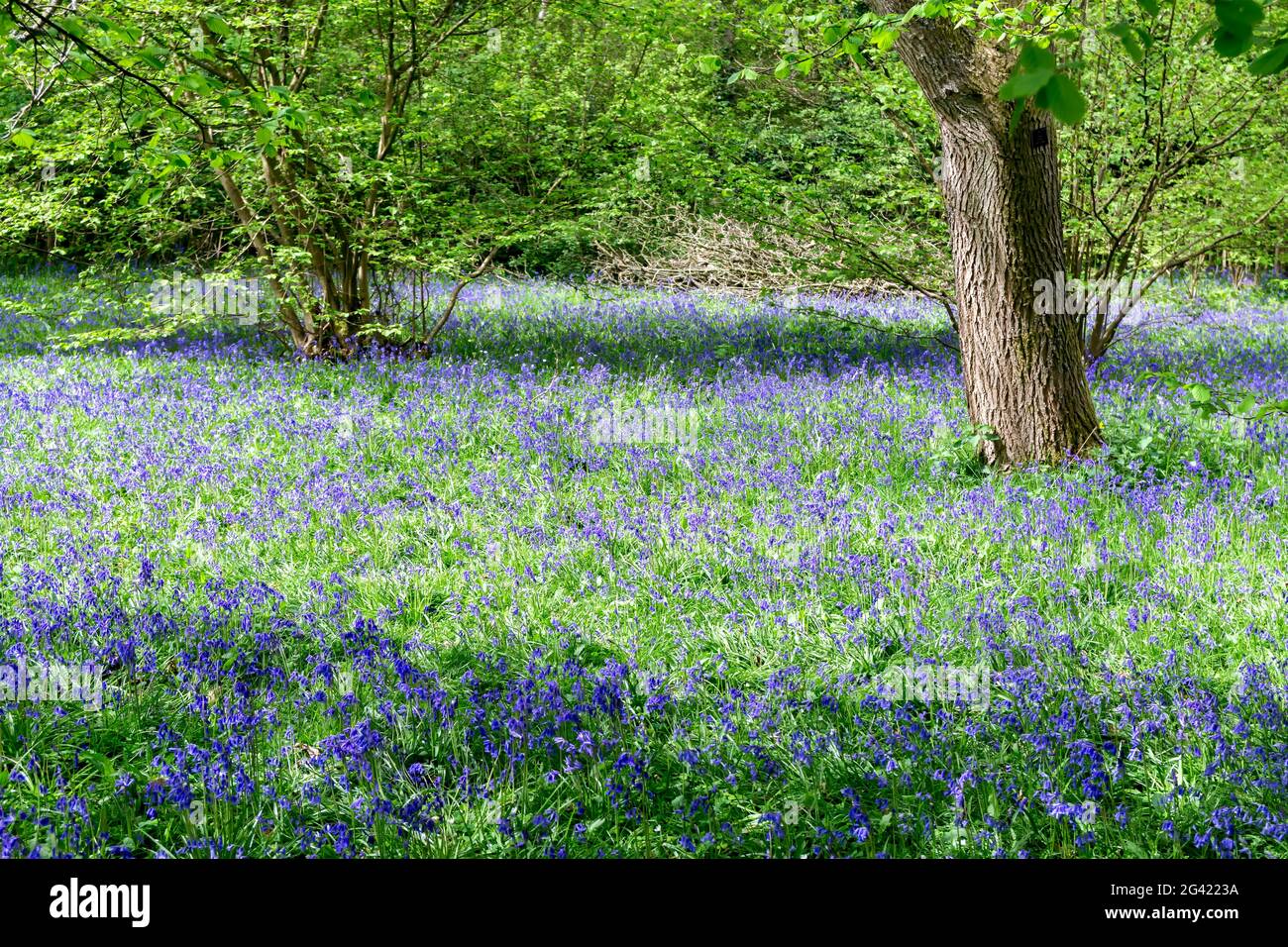 Bluebells in Full Bloom Stock Photo - Alamy