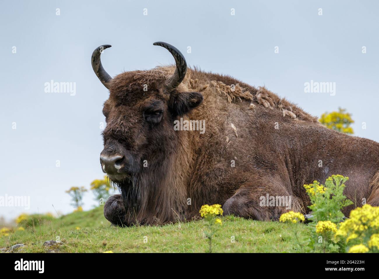 European Bison (Bison bonasus Stock Photo - Alamy