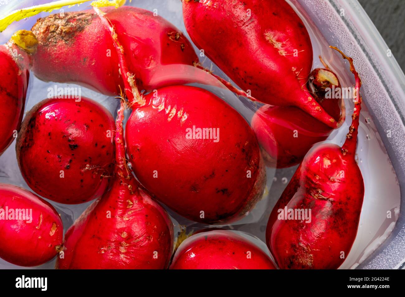 Ecological radishes (red radishes - rabanitos) of intense red color ...