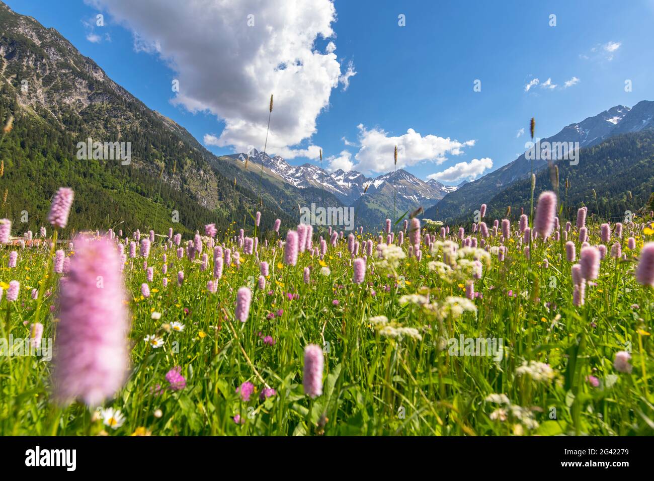 Summer wildflower meadow in the German Alps, Germany, Bavaria ...