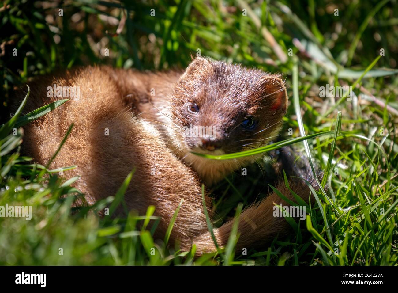 Stoat (Mustela erminea) resting in the sunshine Stock Photo - Alamy