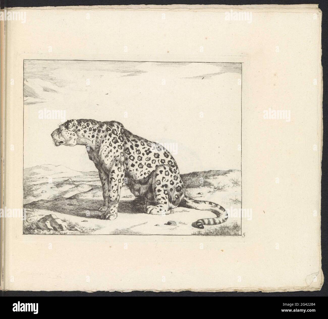 Leopard sitting on hind legs, to the left. Leopard sitting on hind legs ...