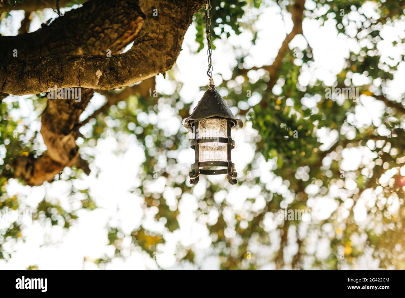 Vintage hanging street lamp on a tree branch against a background of ...