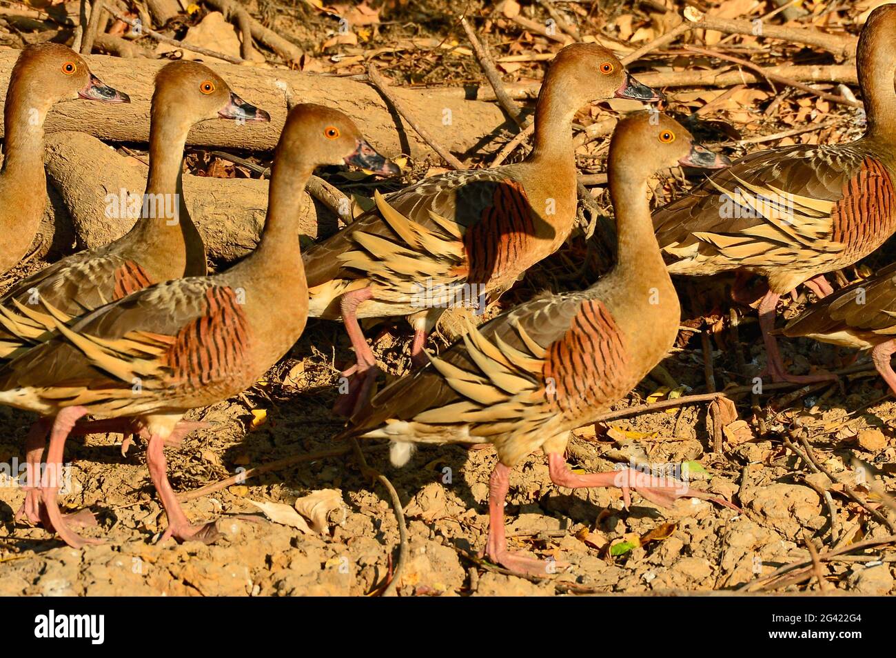 A group of birds in the mud on the riverside, Cooinda, Kakadu National ...