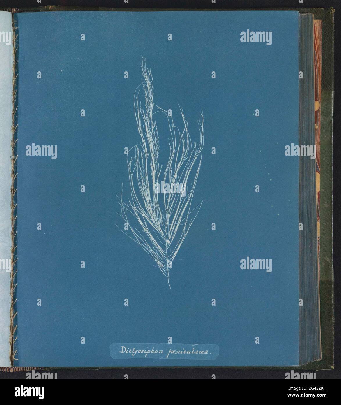 Dictyosiphon foeniculaceus hi-res stock photography and images - Alamy