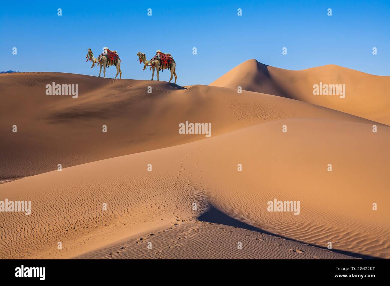 Magnificent two one-humped camel Stock Photo - Alamy