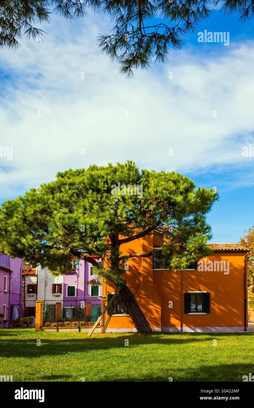Cozy courtyard with a large old tree Stock Photo - Alamy