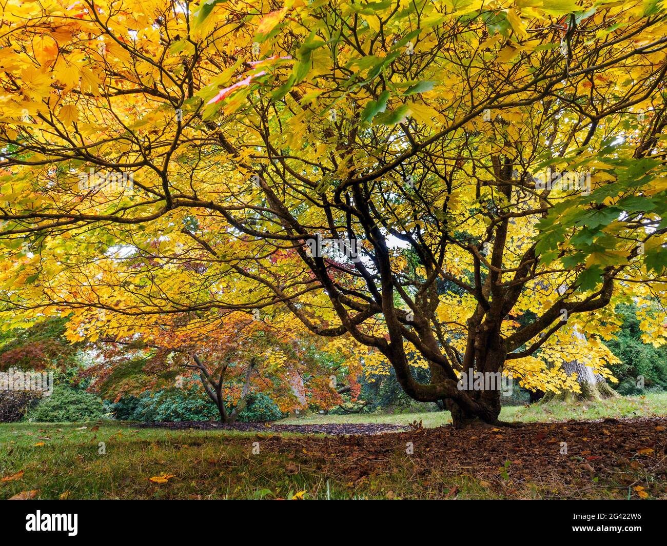 Acer tree species hi-res stock photography and images - Alamy