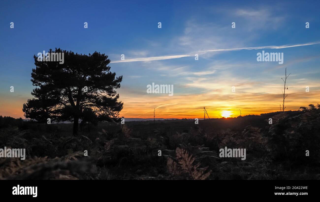 English forest sunset hi-res stock photography and images - Alamy