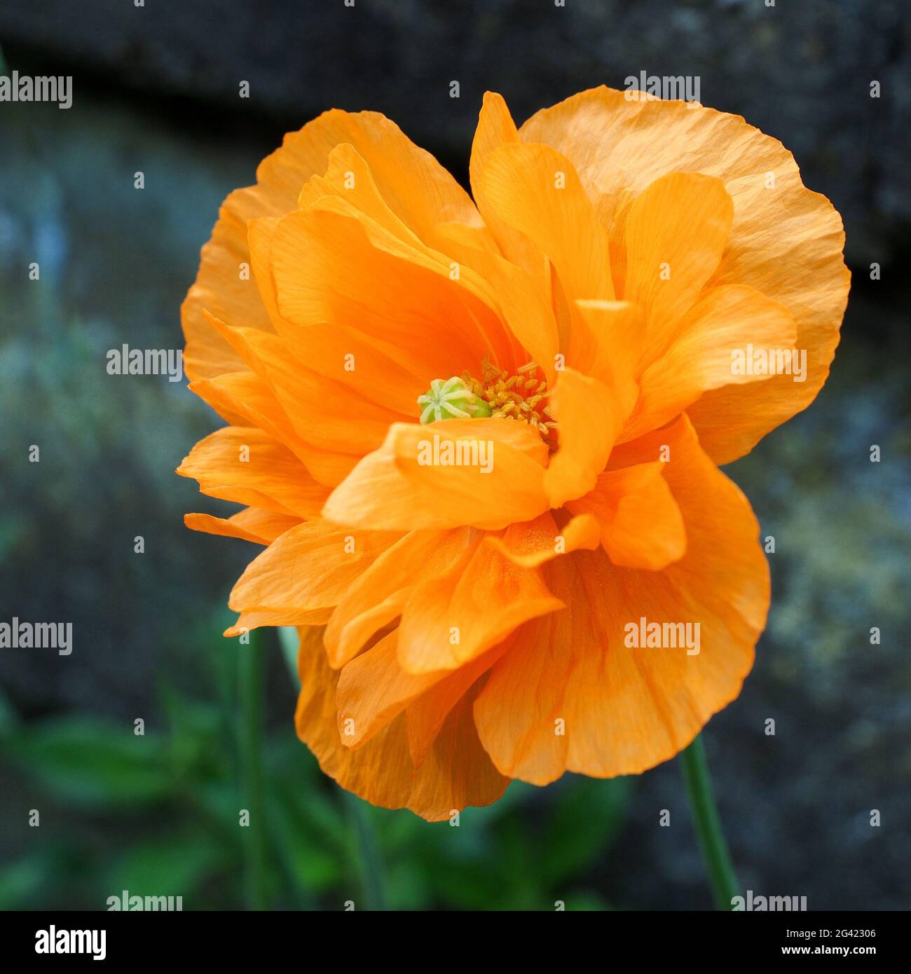 Orange Welsh Poppy Flower (Meconopsis cambrica Stock Photo - Alamy