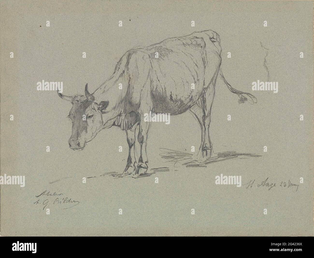 Study of a cow Stock Photo - Alamy