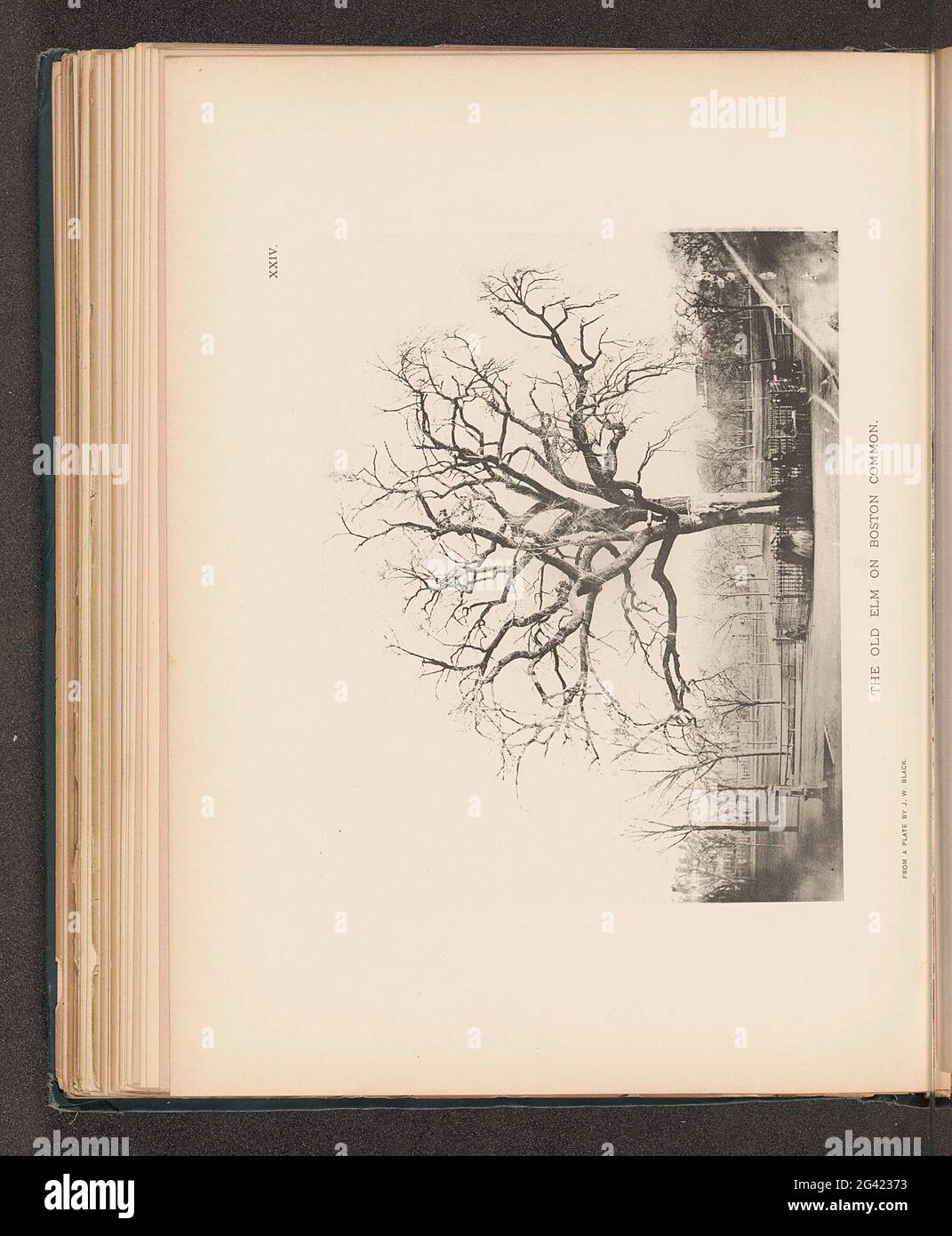 Old elm boston common hi-res stock photography and images - Alamy