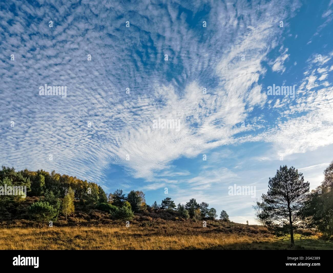 Landscape view scenic forest hi-res stock photography and images - Alamy