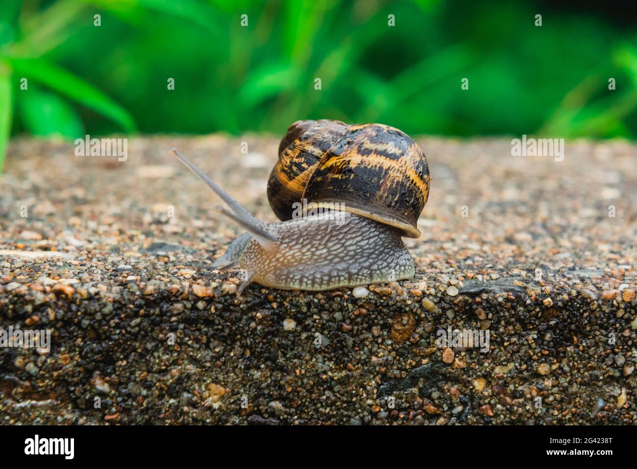 Shell horns hi-res stock photography and images - Alamy