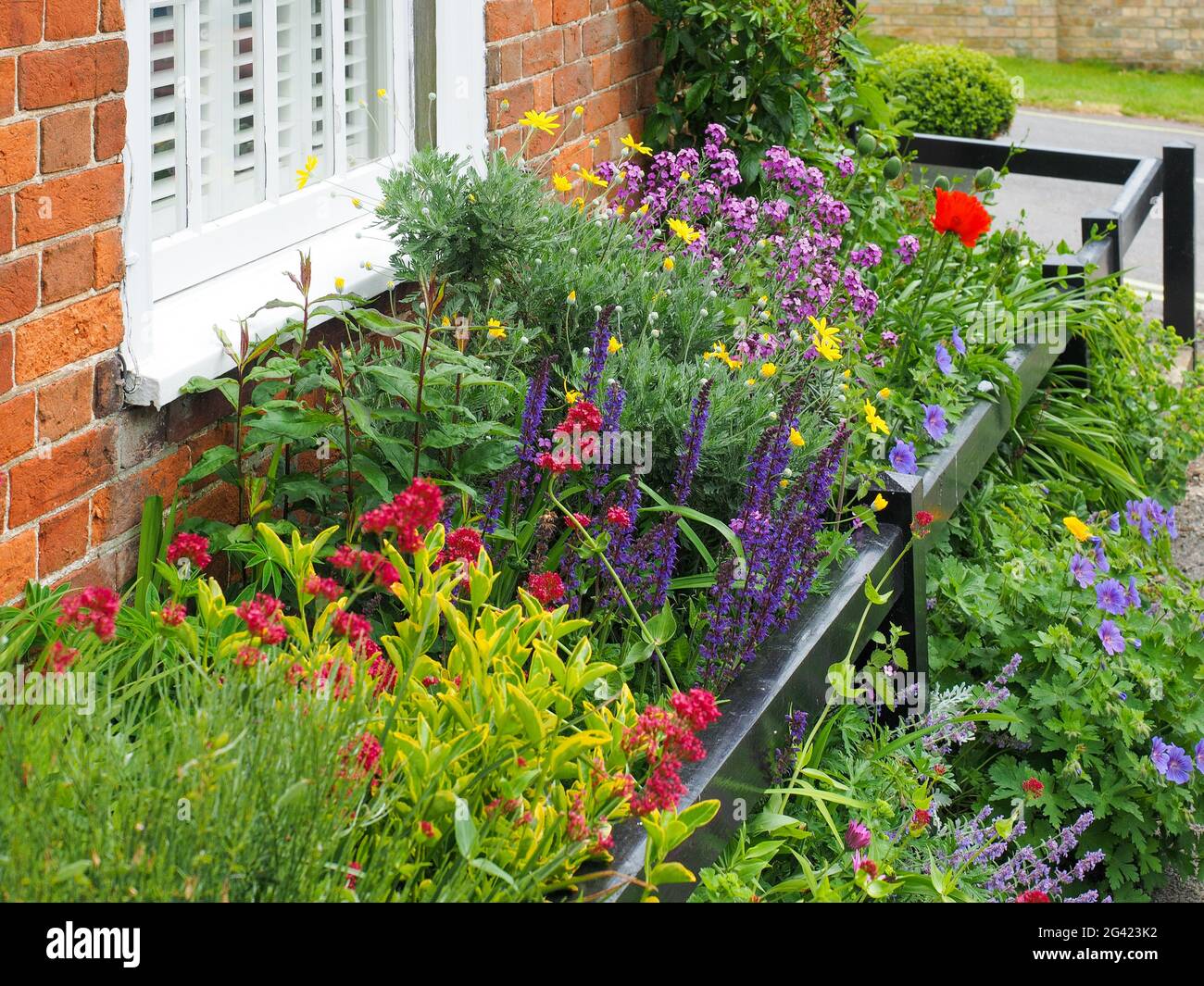 Beautiful flowers for a garden hi-res stock photography and images - Alamy