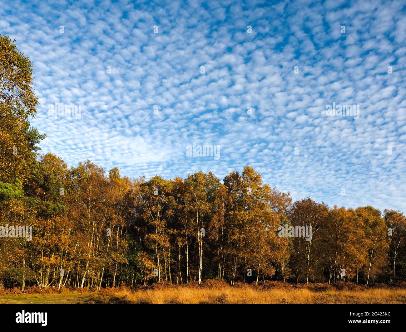 Ashdown forest view hi-res stock photography and images - Alamy