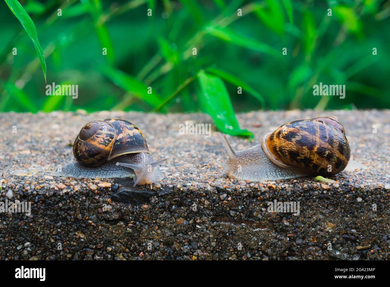 Snails Pest High Resolution Stock Photography and Images - Alamy