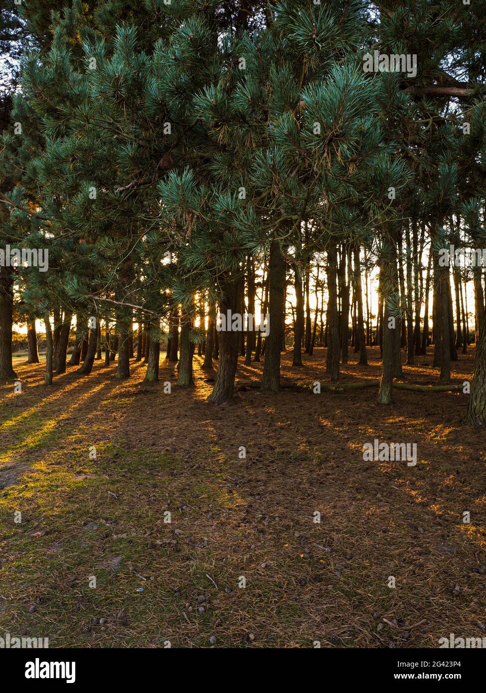 The clump ashdown hi-res stock photography and images - Alamy