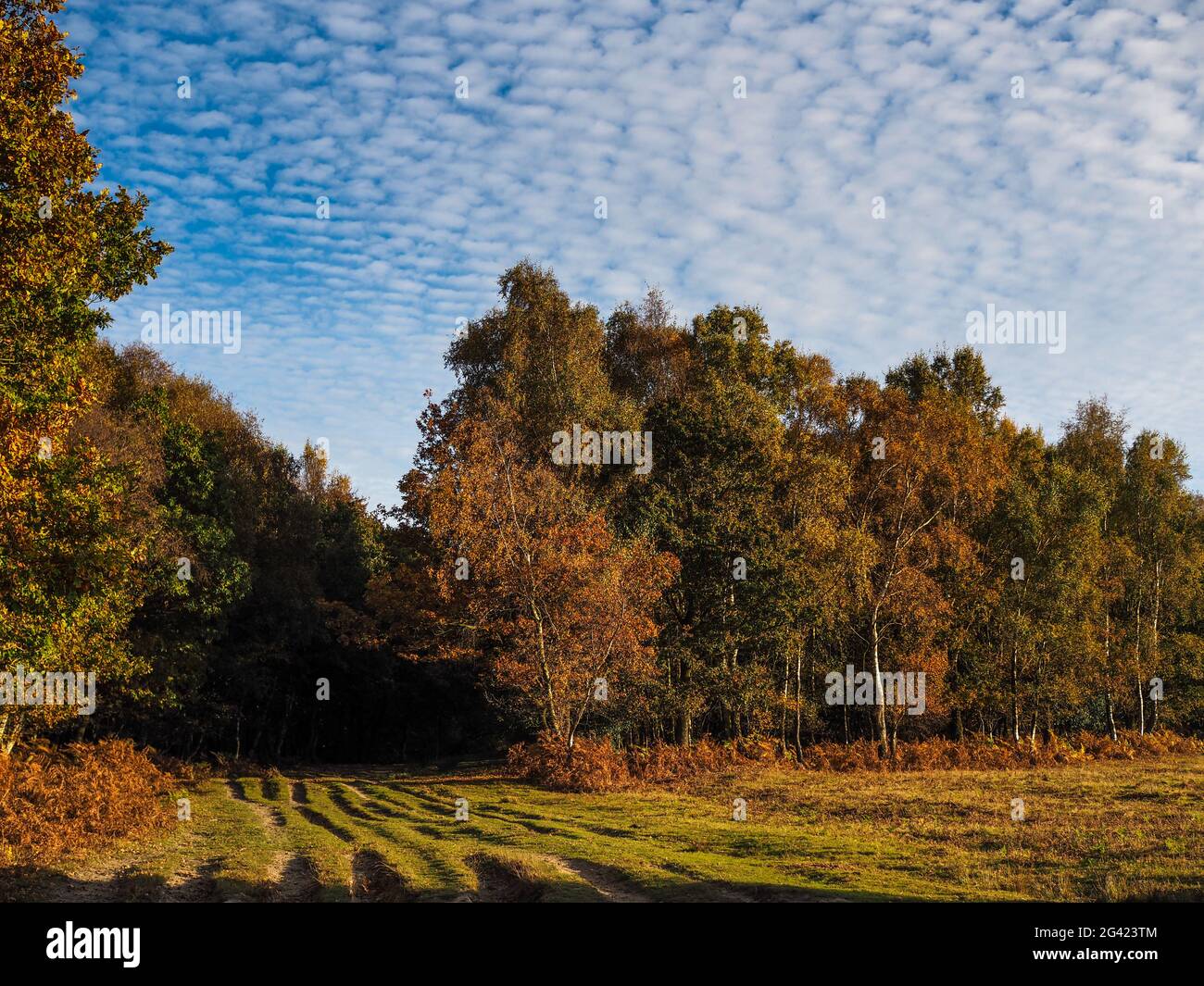 Ashdown forest view hi-res stock photography and images - Alamy