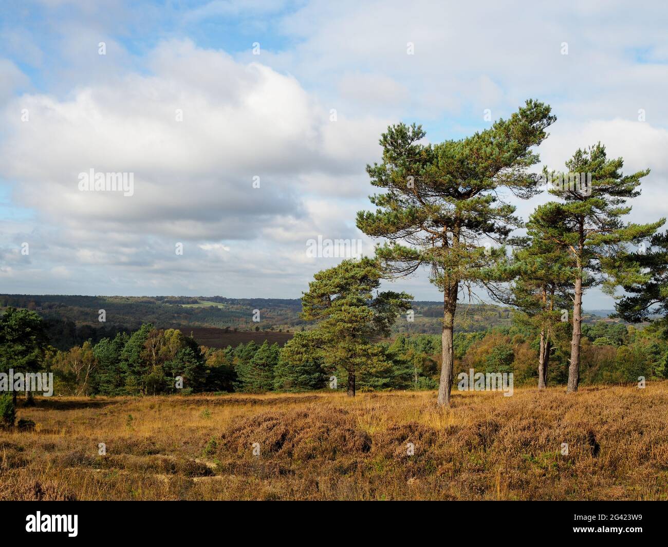 Ashdown forest view hi-res stock photography and images - Alamy