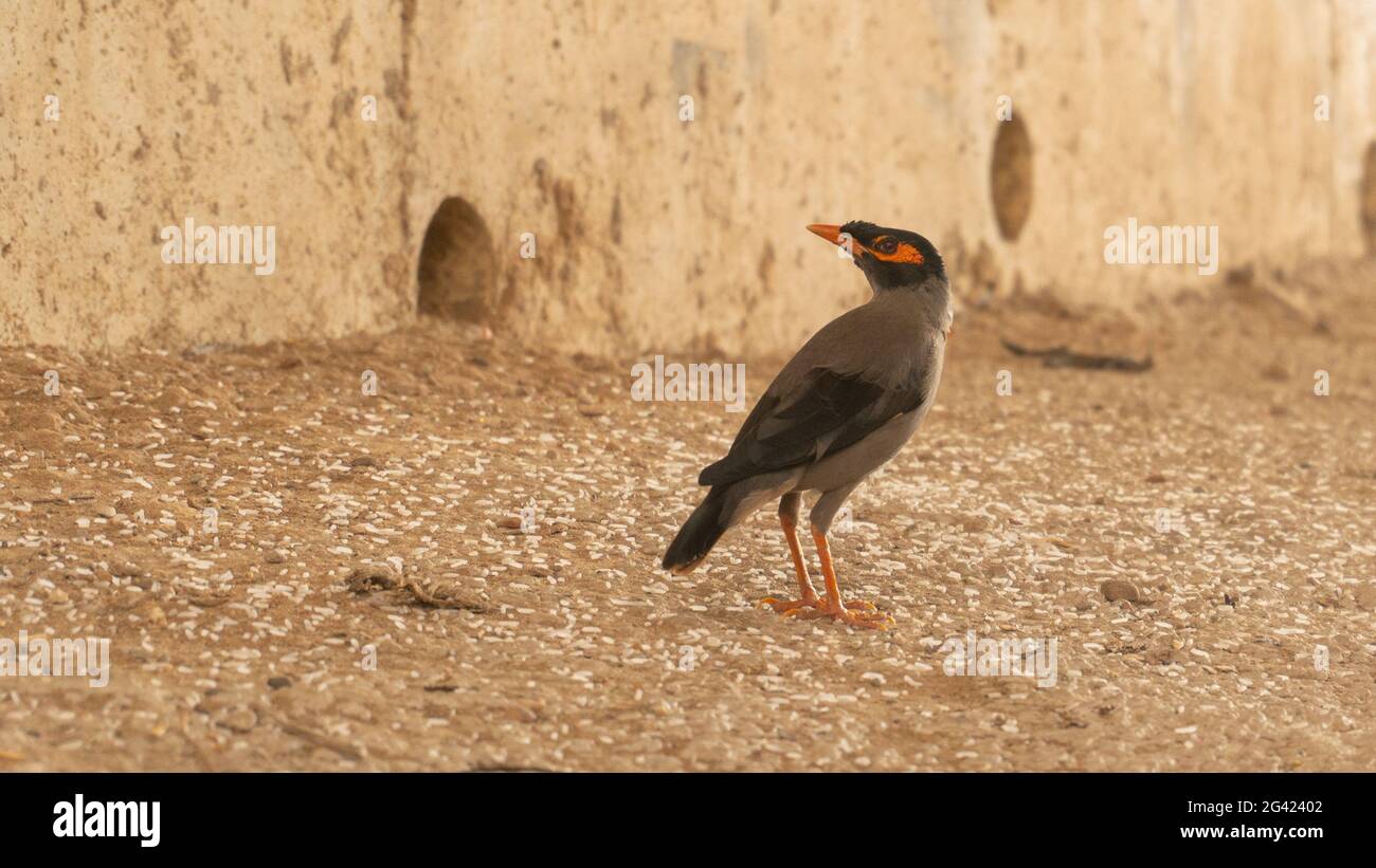 Bank myna bird looking behind to rotate head in aggressive Stock Photo ...
