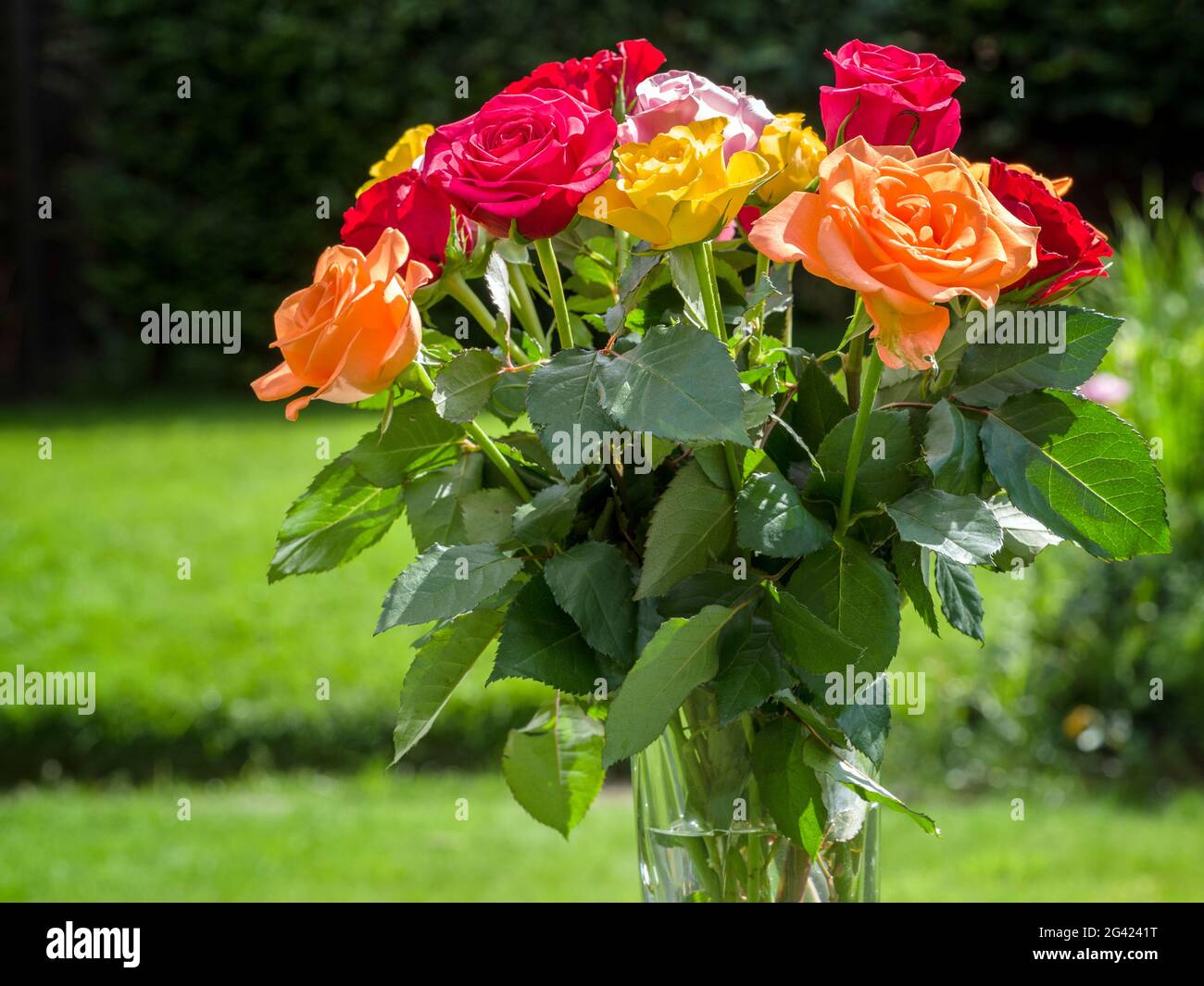 Colourful garden roses hi-res stock photography and images - Alamy