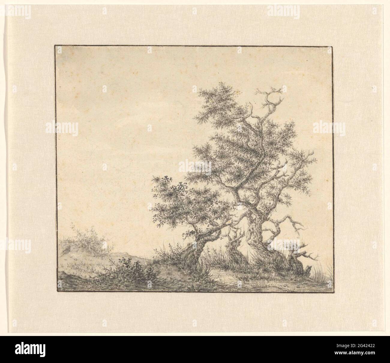 Dune landscape with crooked trees Stock Photo - Alamy