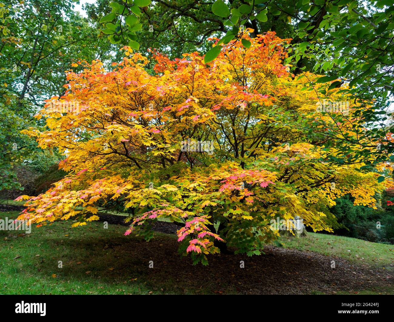Acer tree species hi-res stock photography and images - Alamy