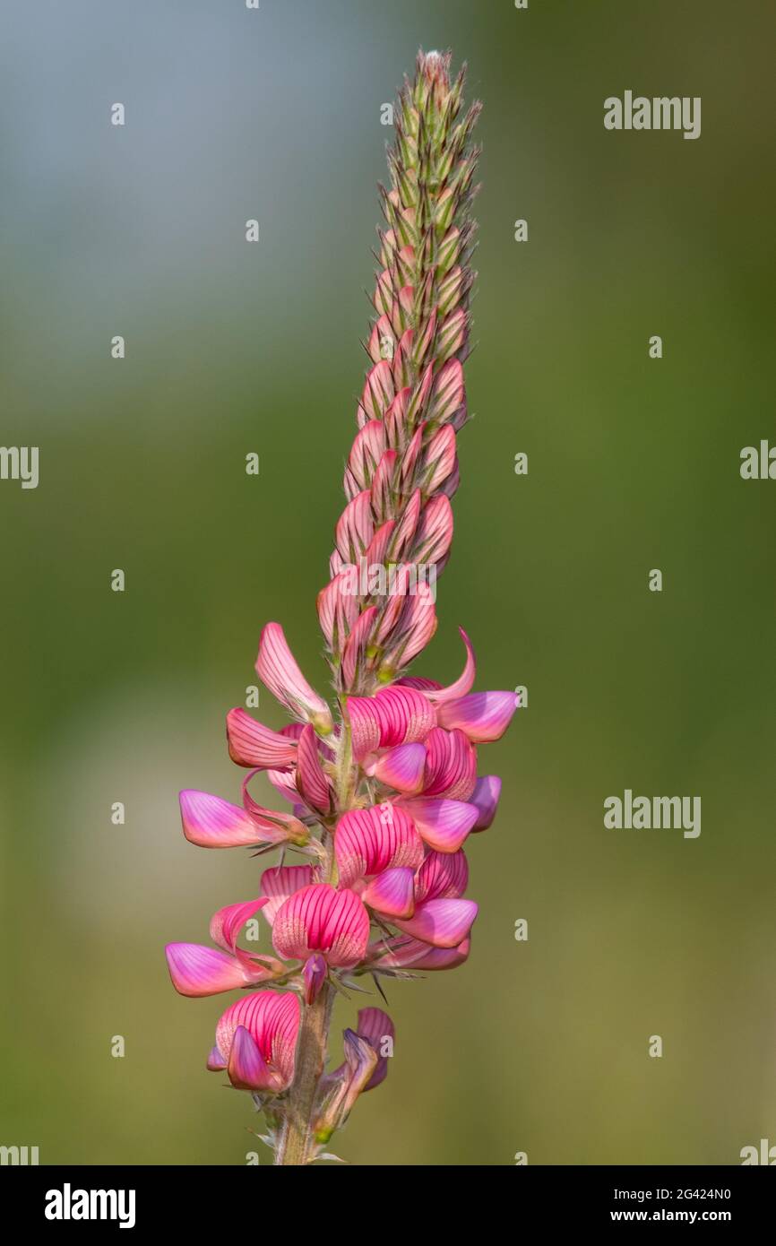 Close up of a common sainfoin (onobrychis viciifolia) flower in bloom ...