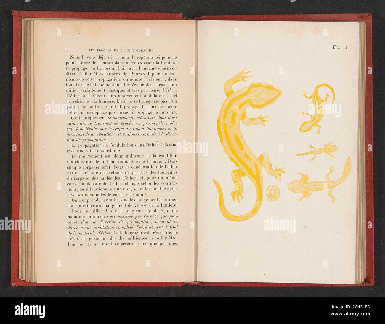 Evolution of egg to salamander Stock Photo - Alamy