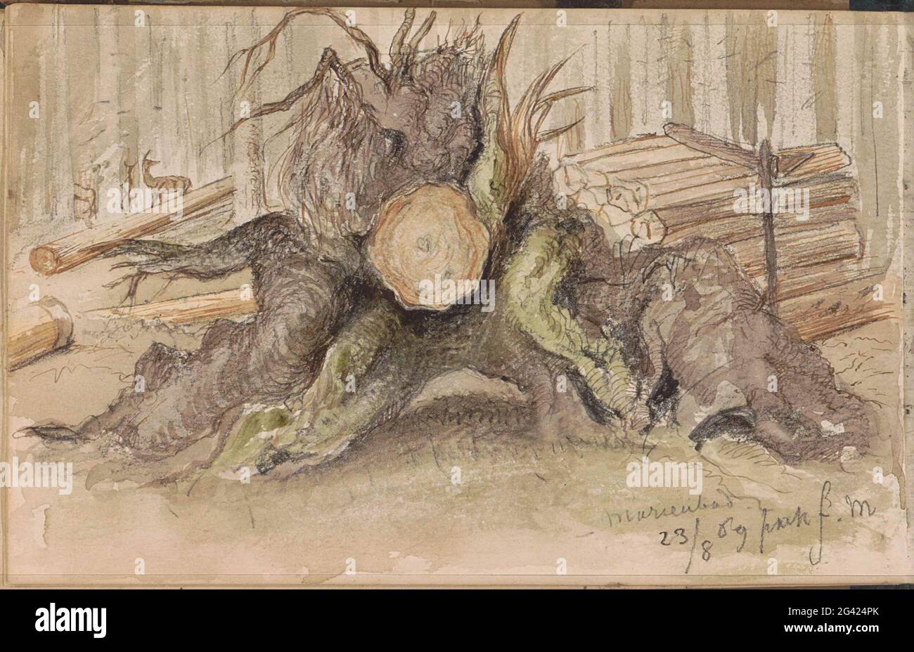 Half trunk and a stack of spokkelh wood in a forest in Marienbad. Also ...