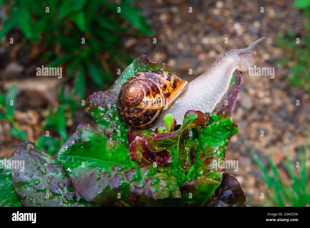 Brown garden snail eating leaf hi-res stock photography and images - Alamy