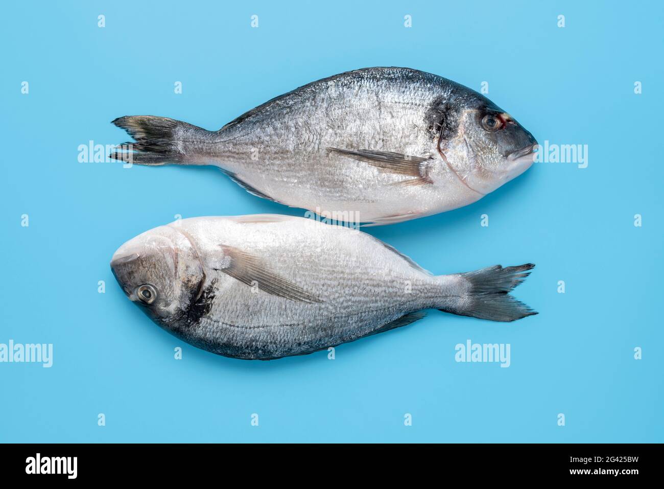 Above view with two dorado fishes minimalist on a blue background. Raw ...