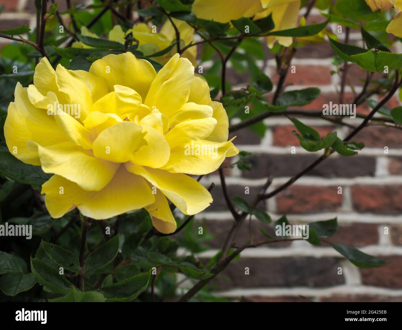 Yellow Rose Flowering against a Wall in Southwold Stock Photo - Alamy