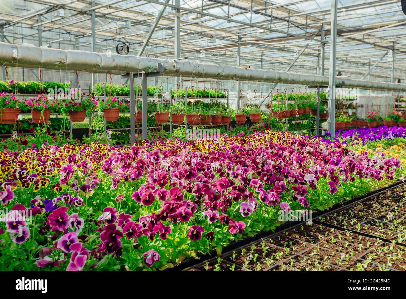 Pansies seedlings hi-res stock photography and images - Alamy