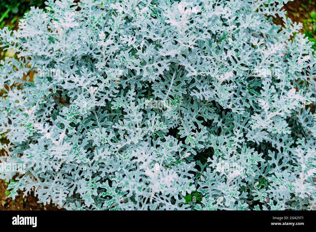 Blue bushes of cineraria close up. Ornamental gardening Stock Photo - Alamy