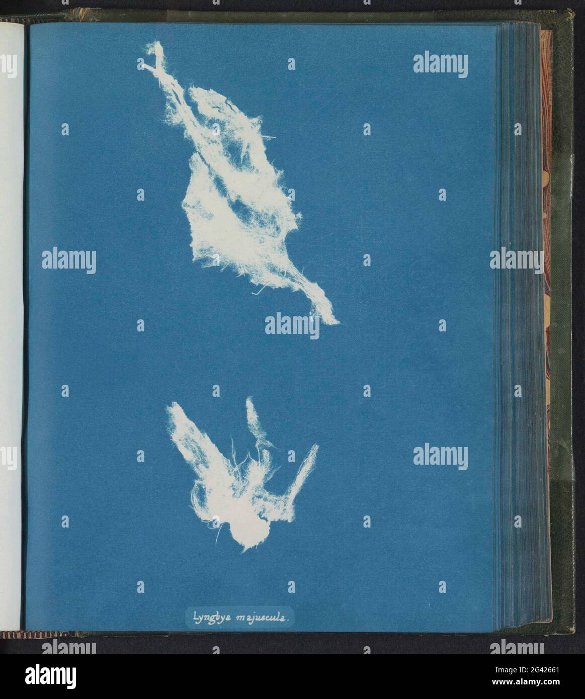 Lyngbya hi-res stock photography and images - Alamy