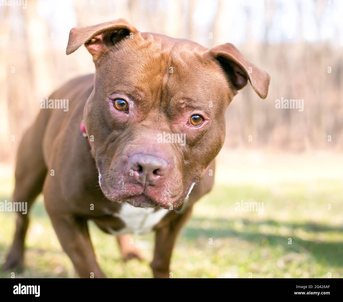 Pit bull staring at camera hi-res stock photography and images - Alamy