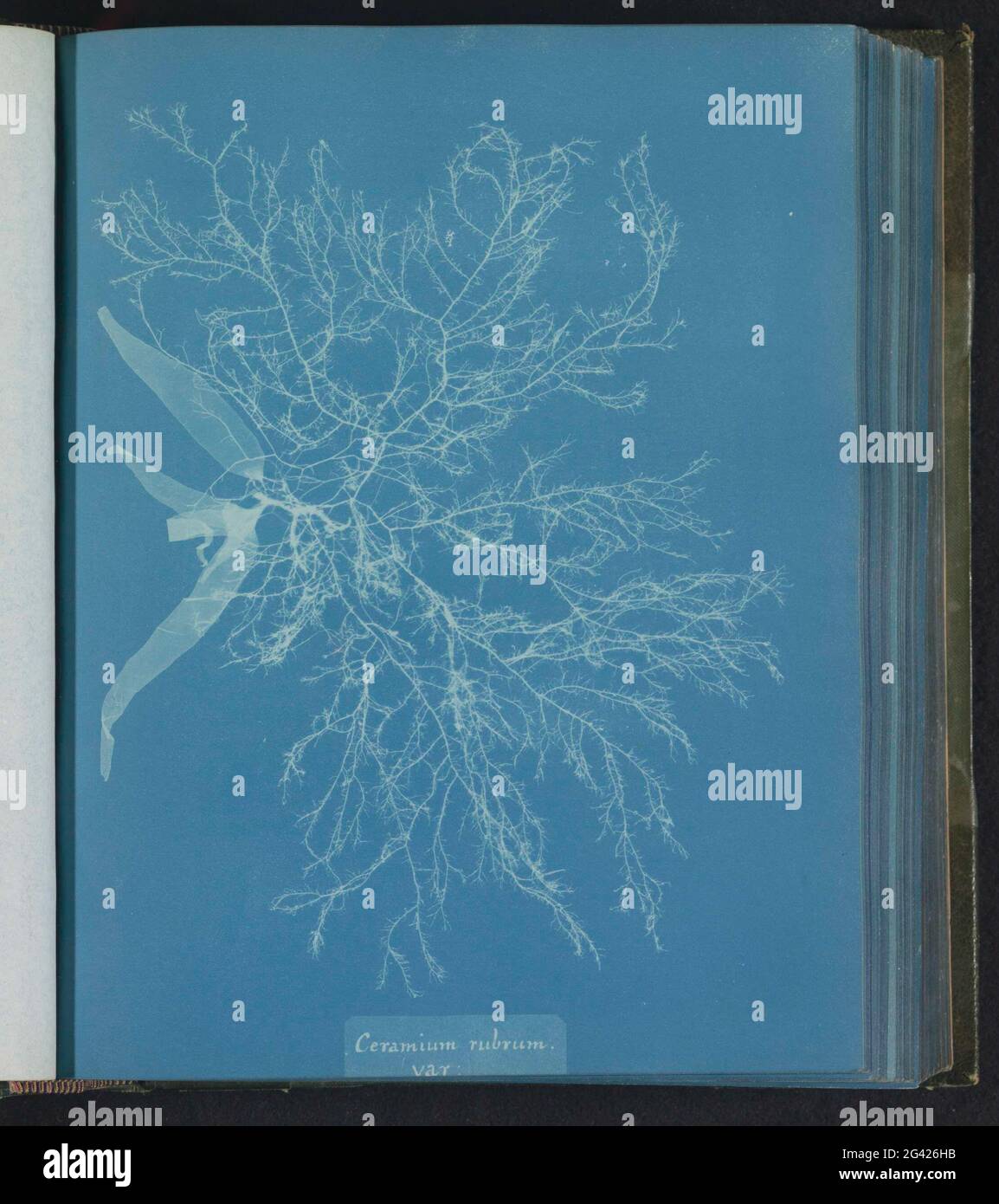 Ceramium seaweed hi-res stock photography and images - Alamy