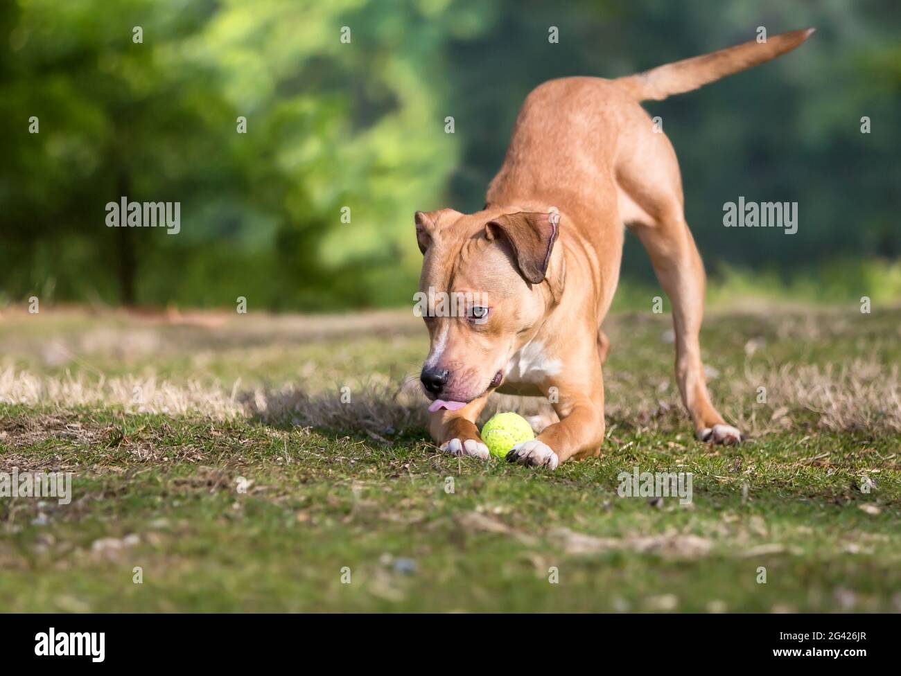 A Retriever x Pit Bull Terrier mixed breed dog in a play bow position ...