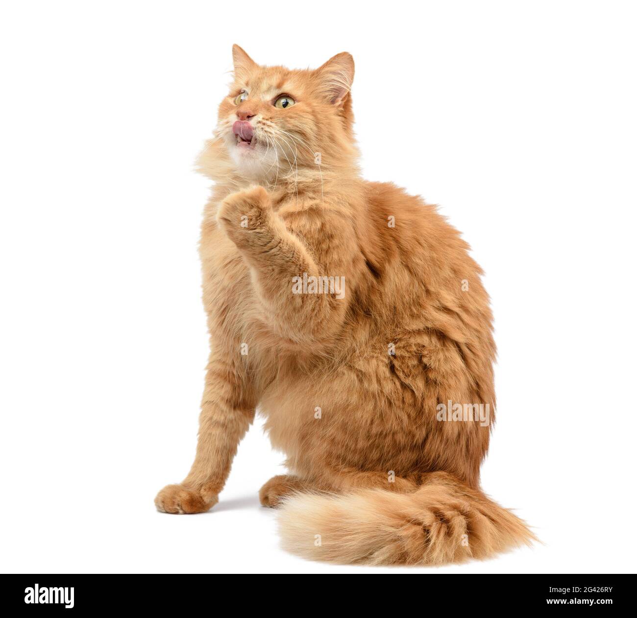 Front paws up Cut Out Stock Images & Pictures - Alamy