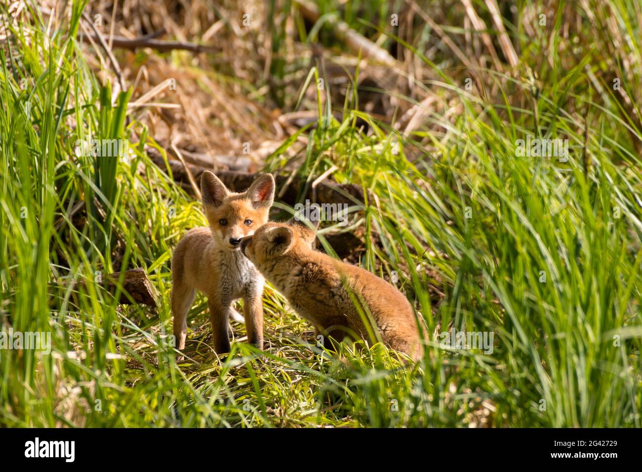 Playing red fox puppies in the warming light of the spring sun, Germany ...