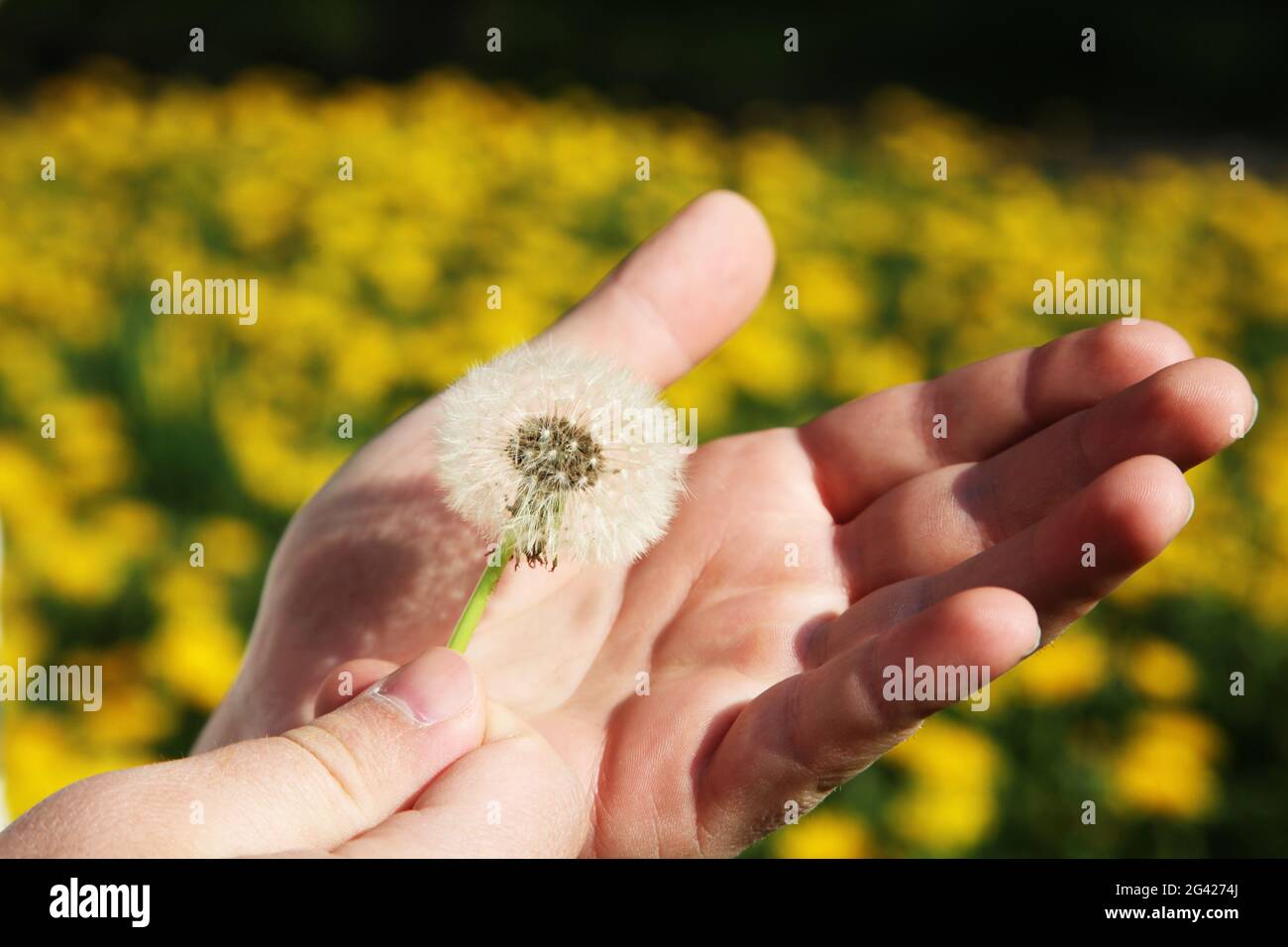 Weed with seeds blowing in the wind hi-res stock photography and images ...