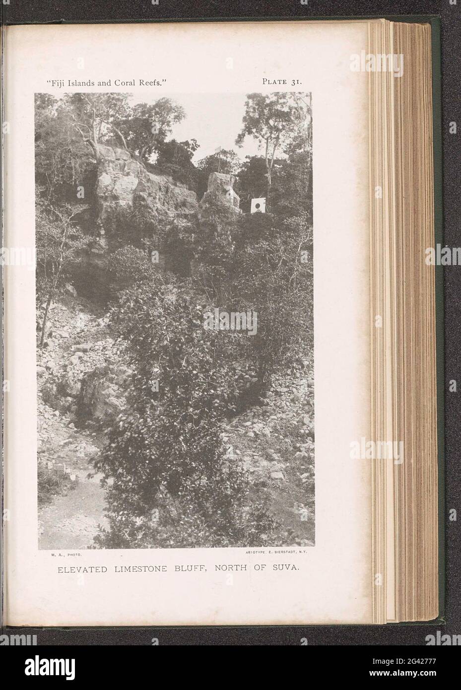 Face on steep rock wall of limestone north of Suva; Elevated Limestone ...