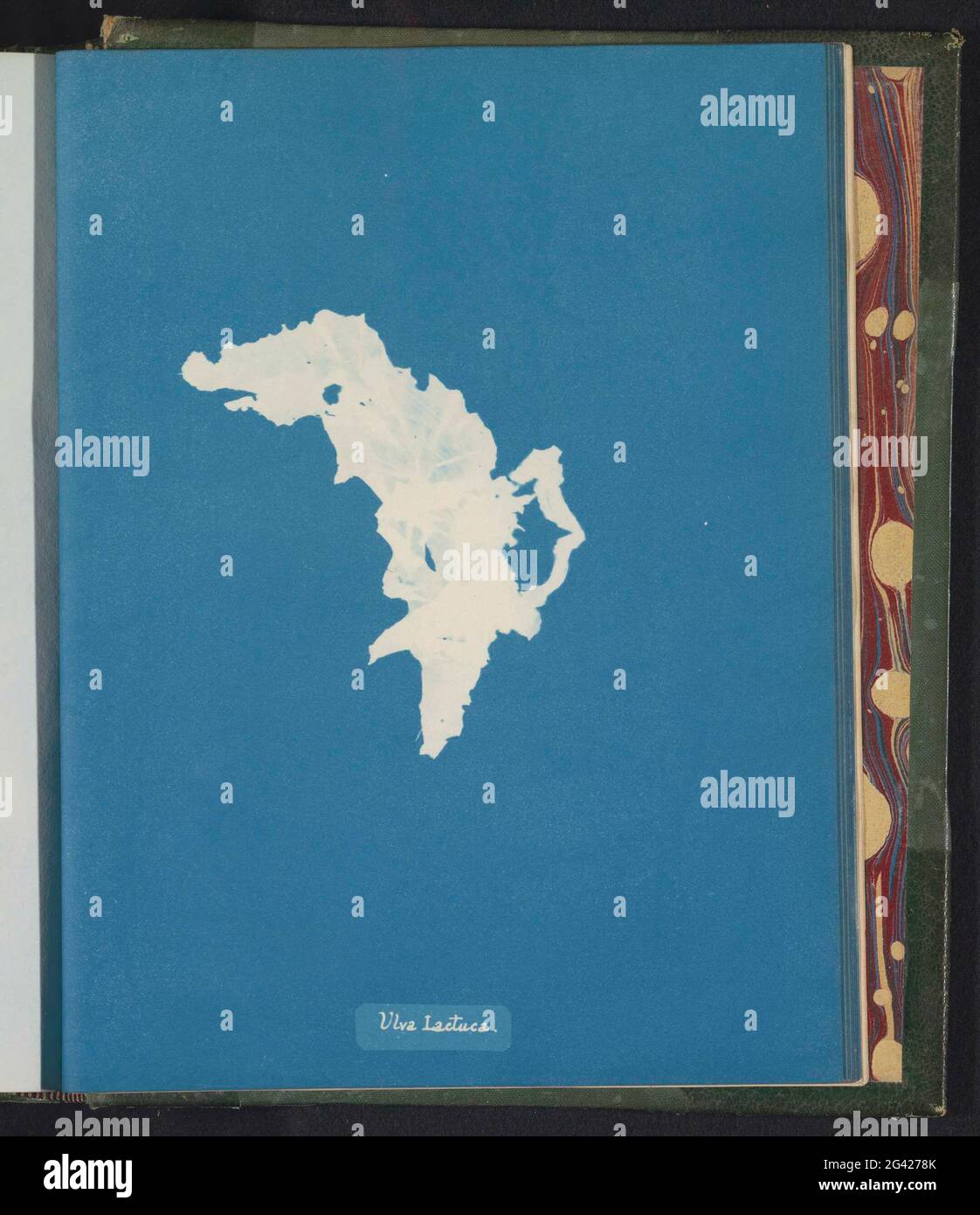 Ulva genus marine green hi-res stock photography and images - Alamy