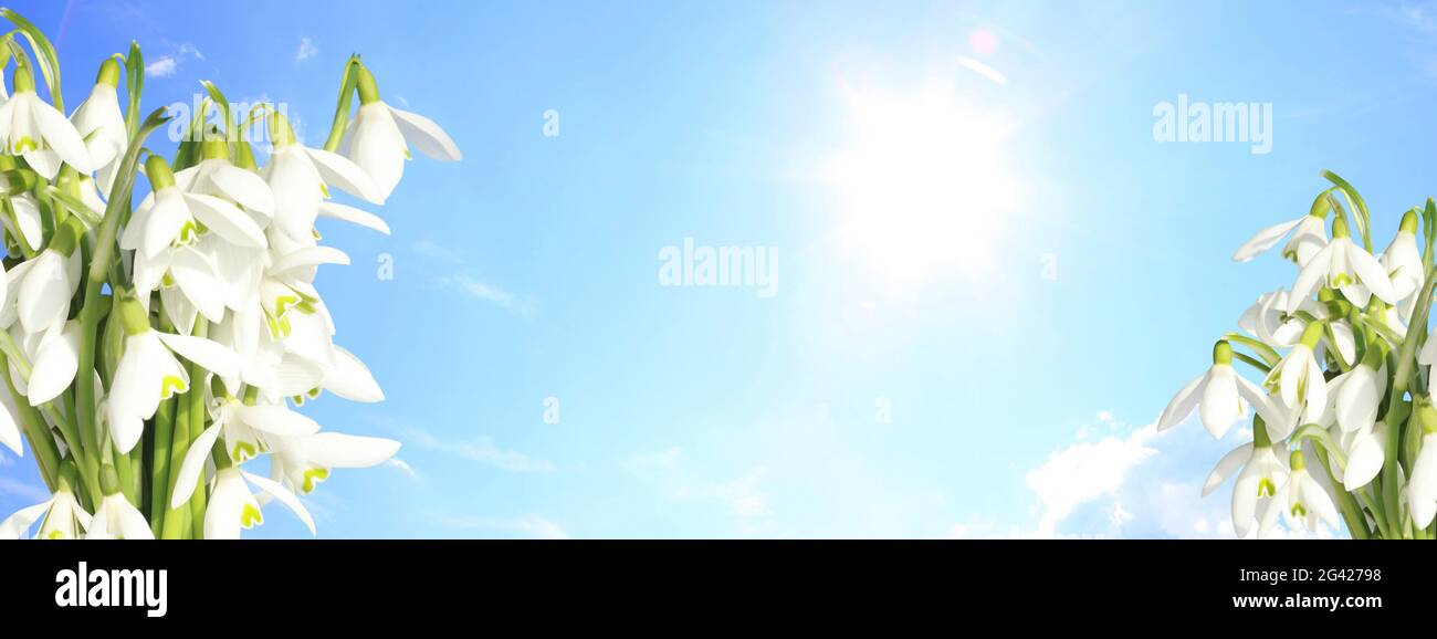 Lots of snowdrops in the first days of spring Stock Photo - Alamy