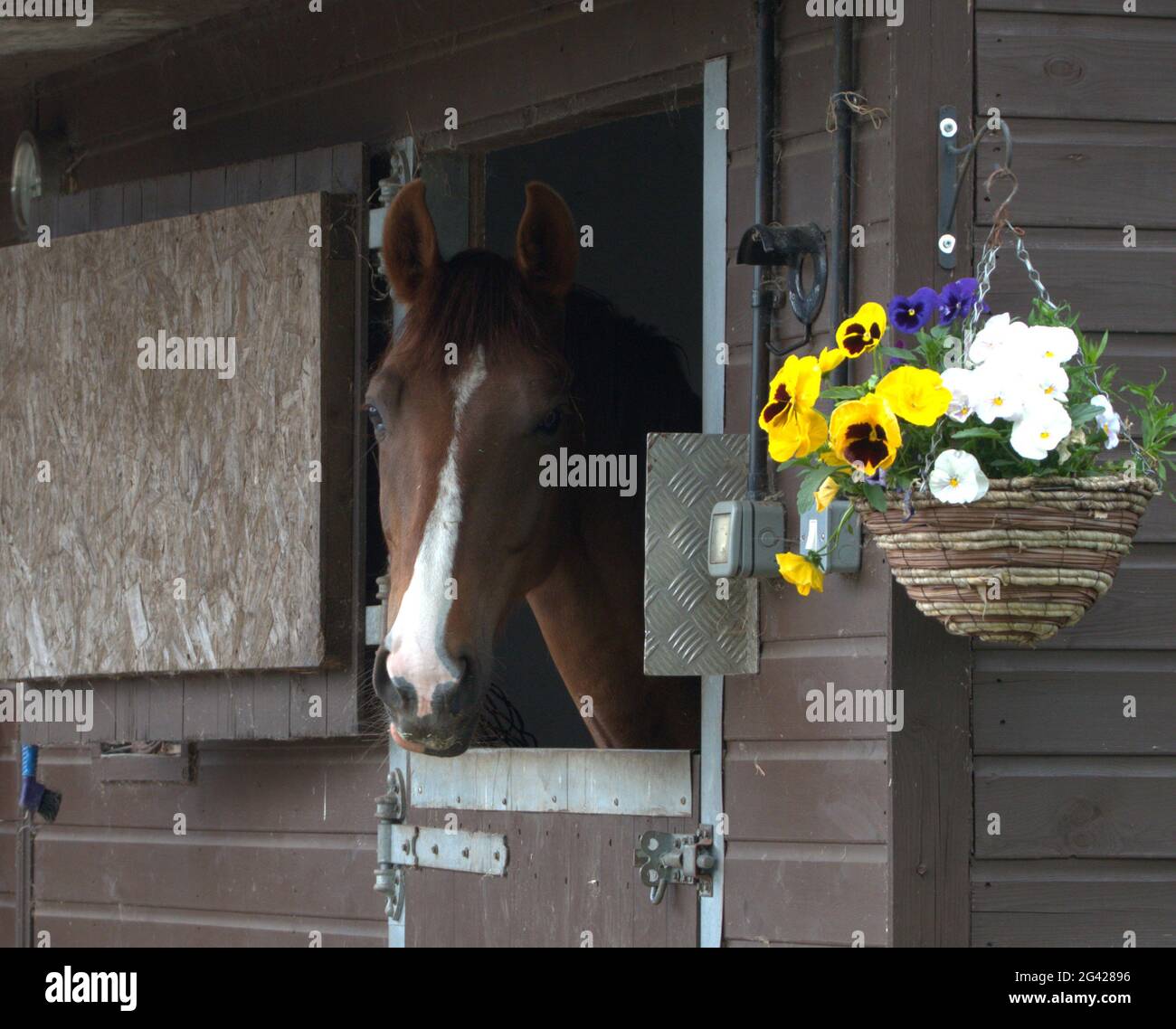 Chestnut coloured Horse looking out from the stable Stock Photo - Alamy