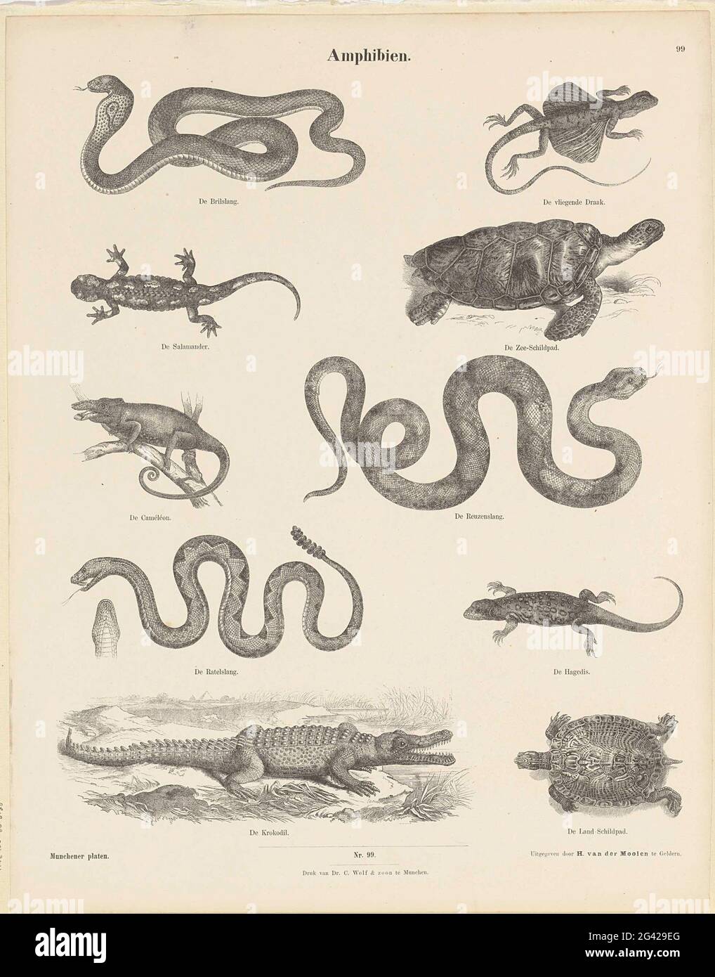 Amphibien; Munchener plates. Leaf with 10 amphibians performances ...