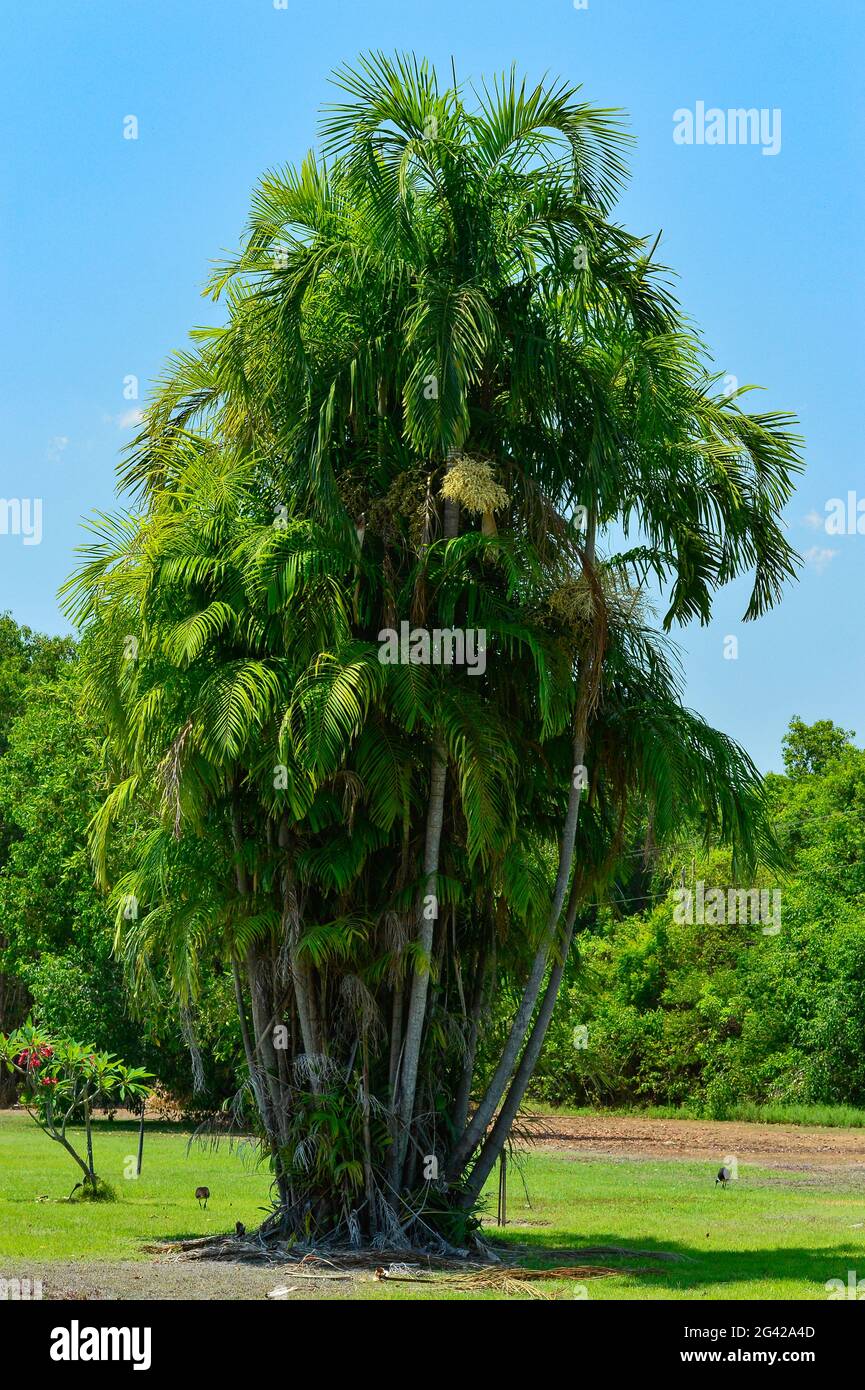 A group of palm trees amidst tropical vegetation, at Jabiru, Kakadu ...
